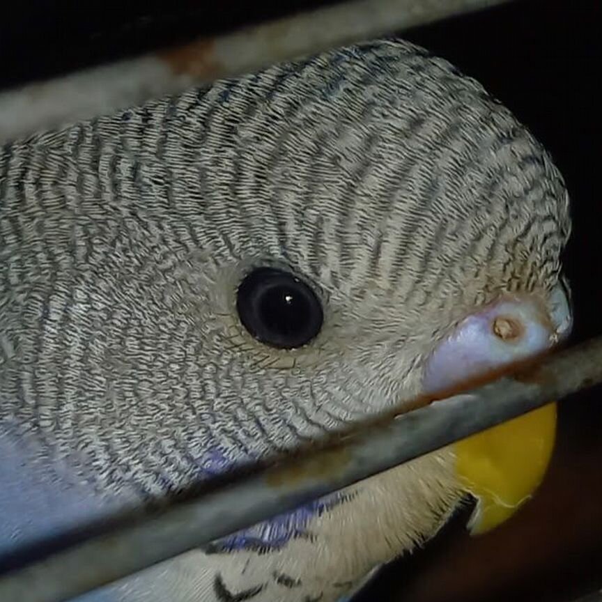 Волнистый попугай