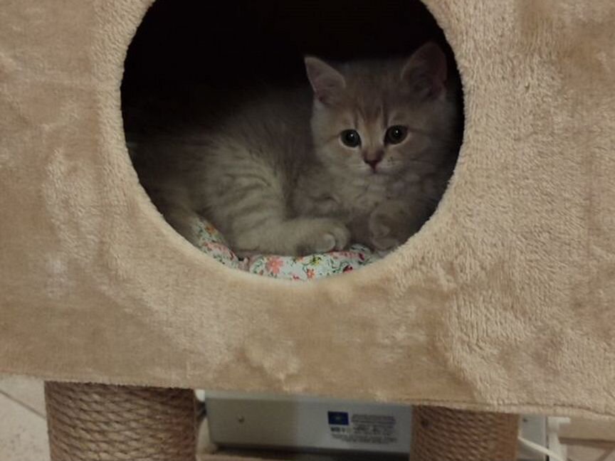 Шотландка лиловая девочка