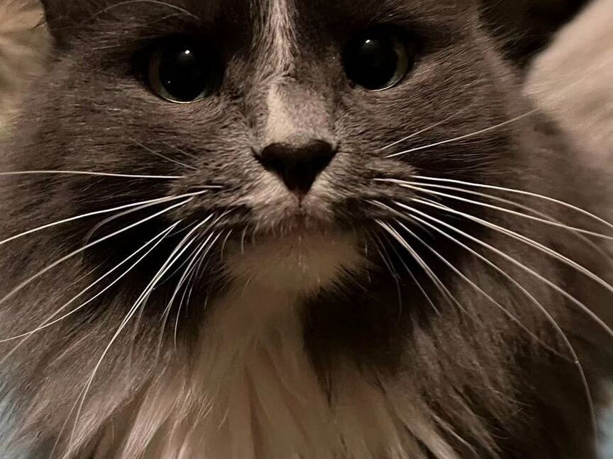 Кошка