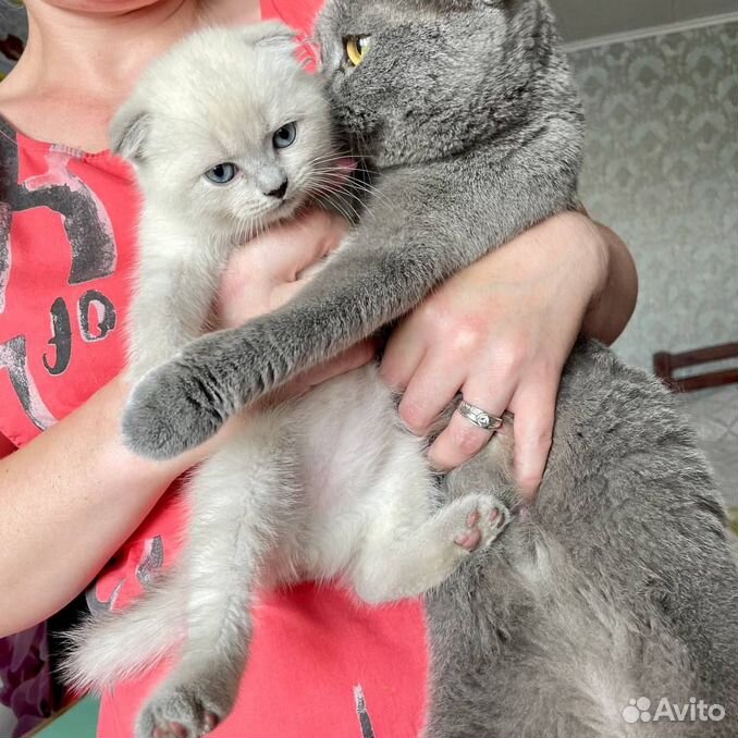 Продам очаровательных котят