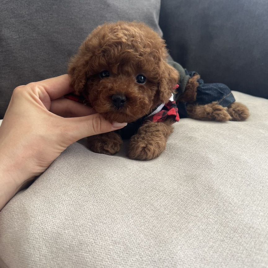 Той-пудель кукольный мальчик