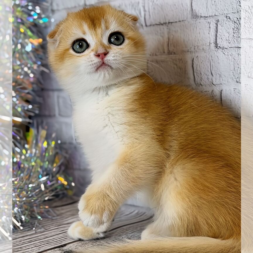 Шотландский вислоухий короткошёрстный котёнок
