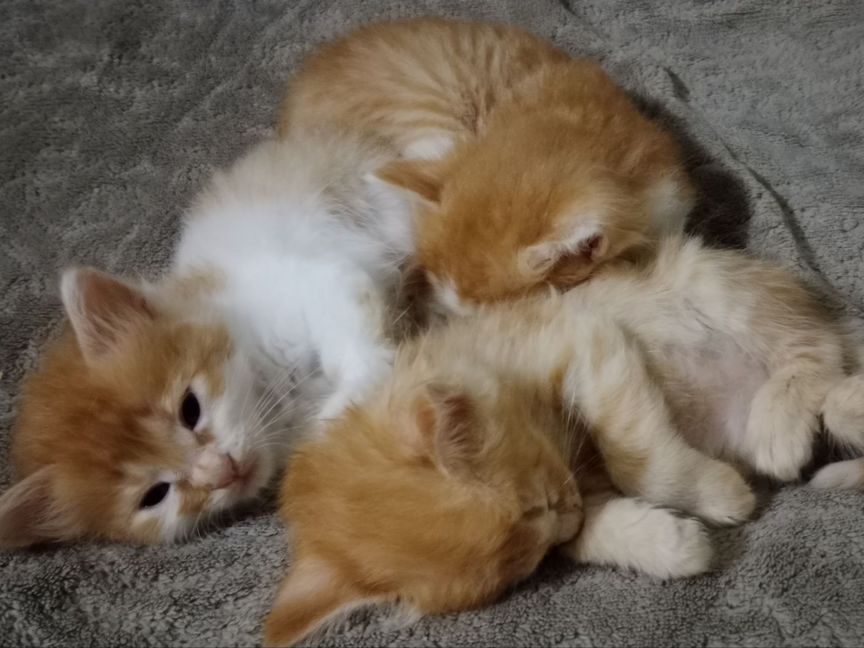Котята в добрые руки