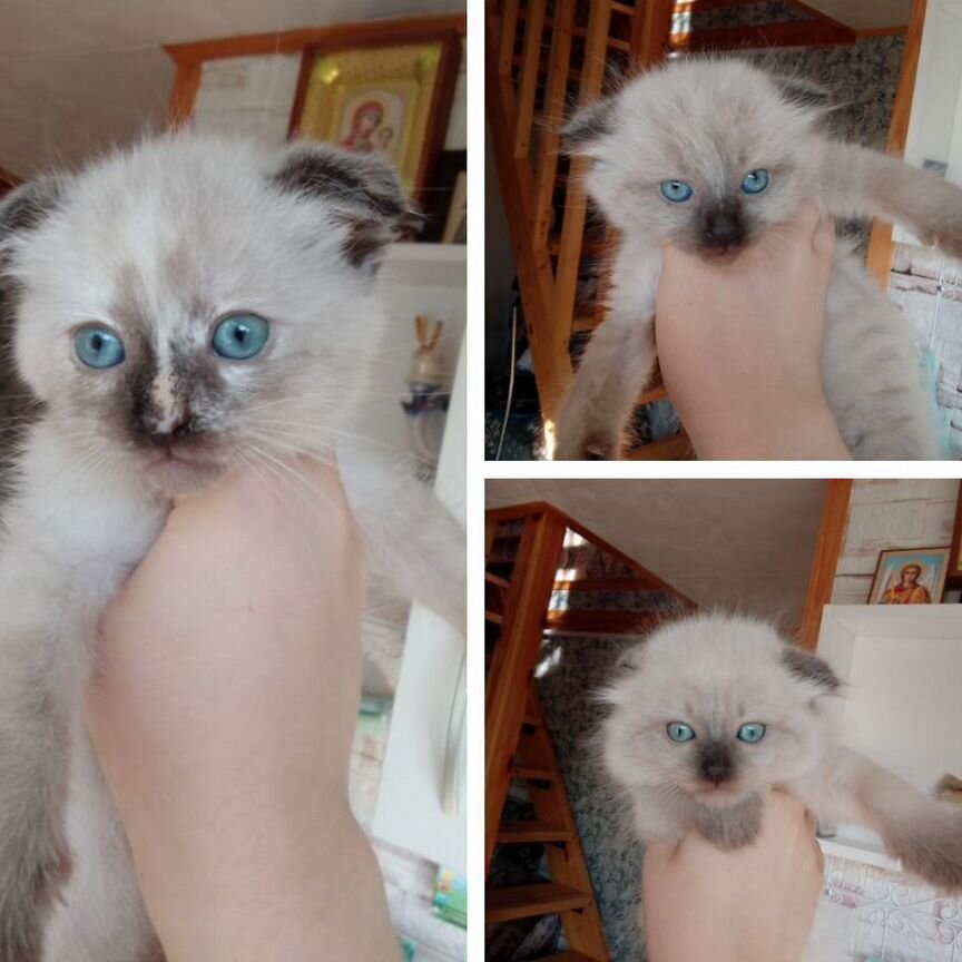 Тайские котята 1,5 мес