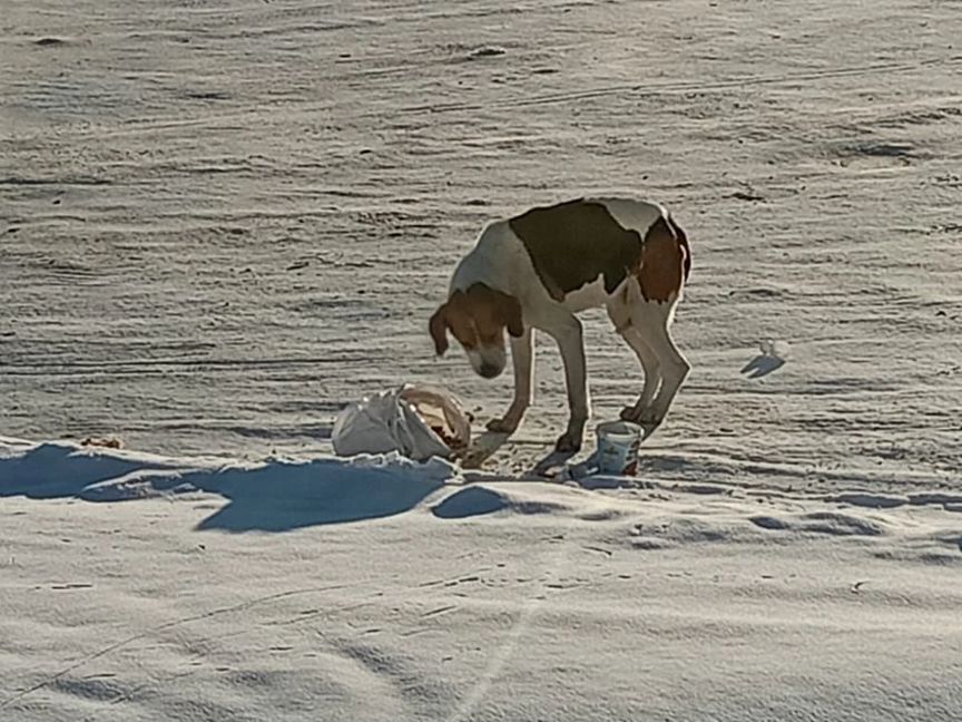 Породистая собака оказалась на улице, нужна помощь