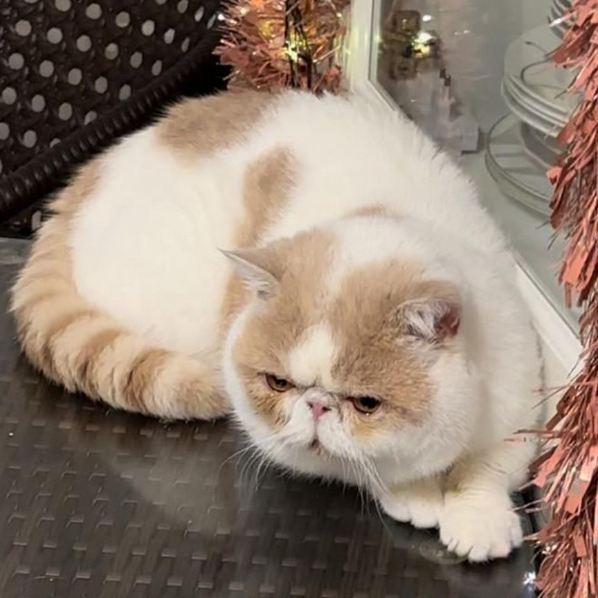 Вязка кот экзотической породы