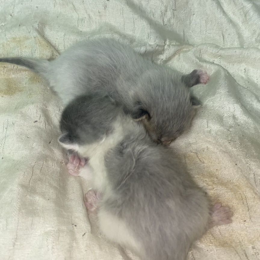 Котята отдам в добрые руки бесплатно