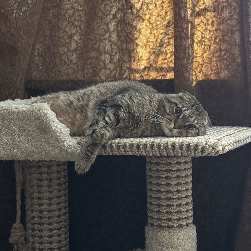 Шотландская вислоухая длинношёрстная, взрослая кошка