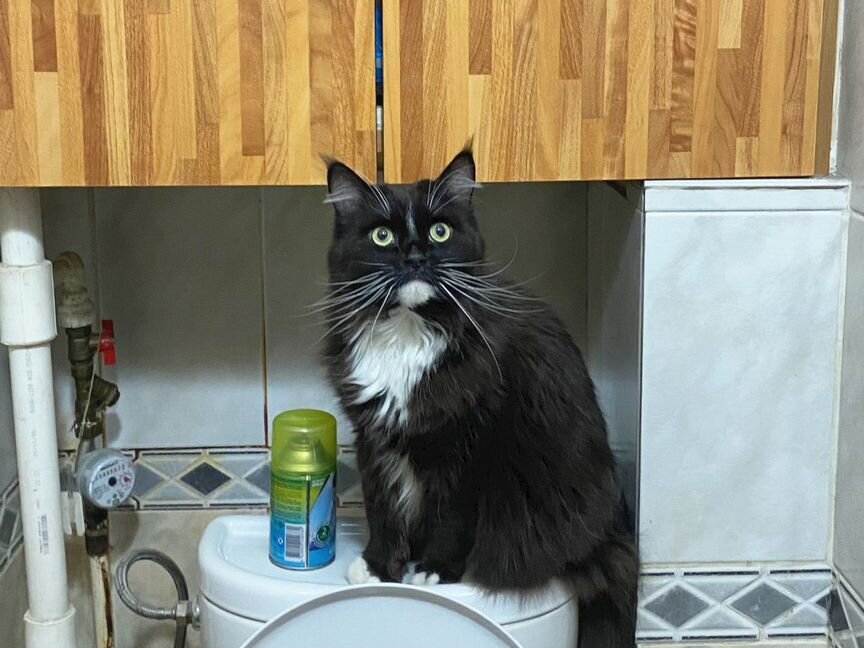 Отдам кота Вейдера