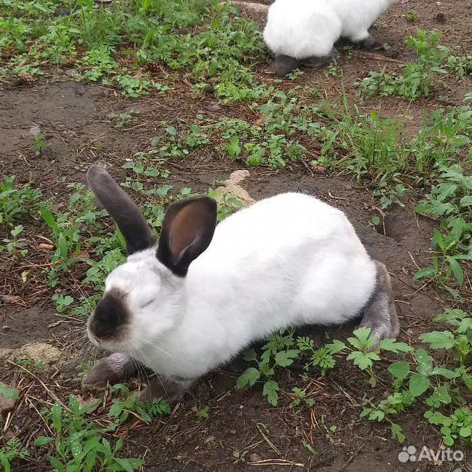 Калифорнийские кролики самцы