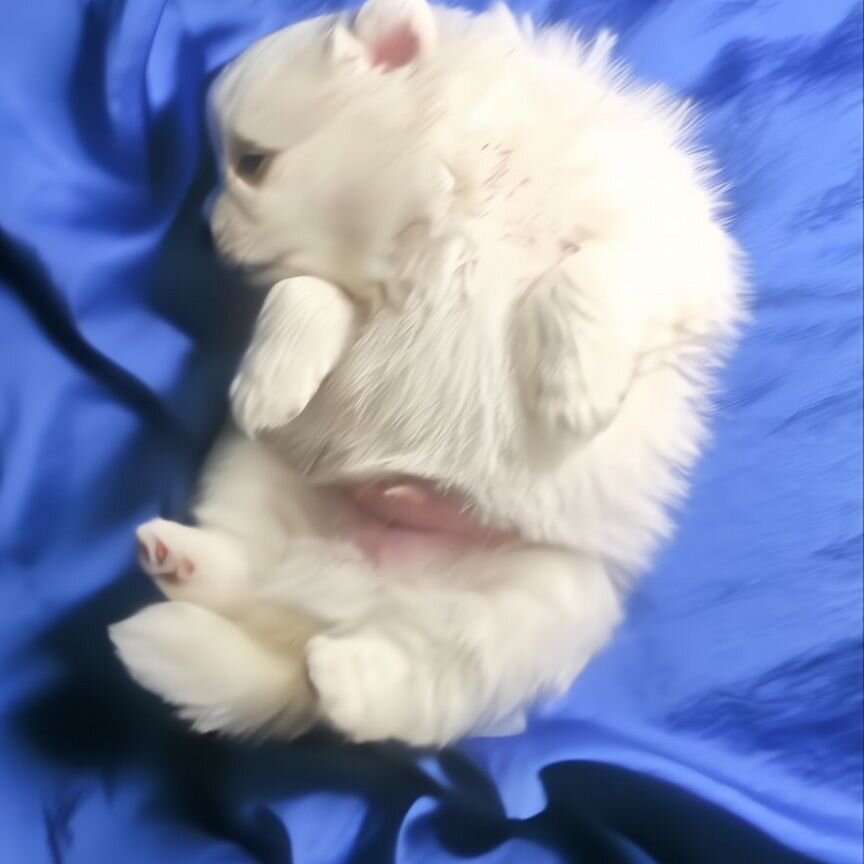 Немецкий шпиц, щенок