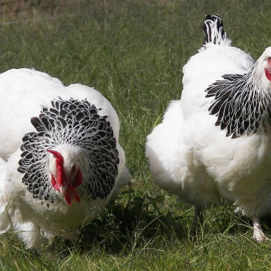 Куры Несушки с доставкой Кубанские красные с доста