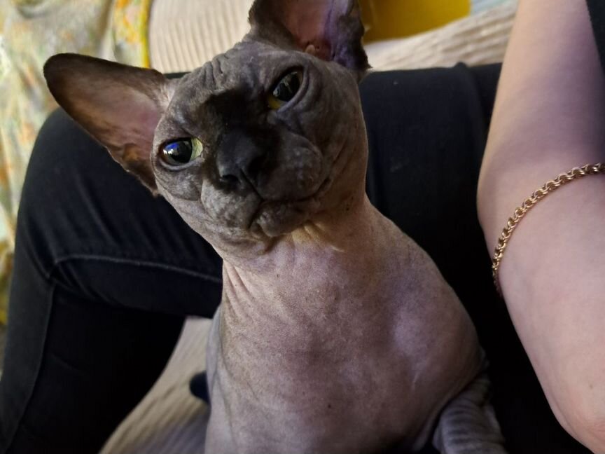 Канадский сфинкс вязка