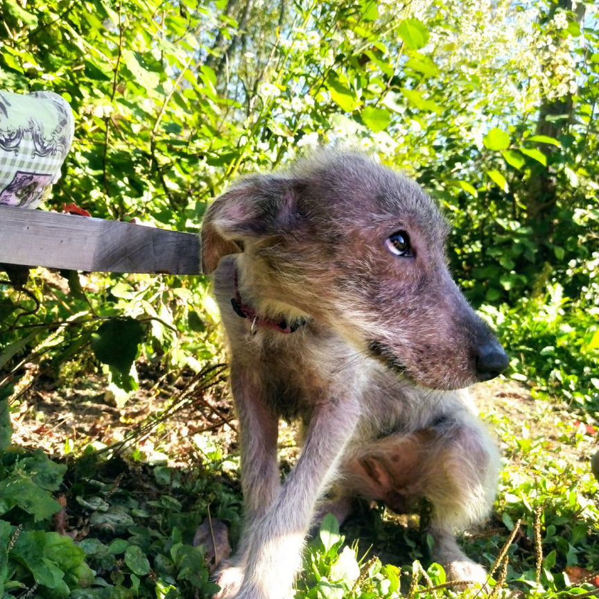 Щенок без лапки