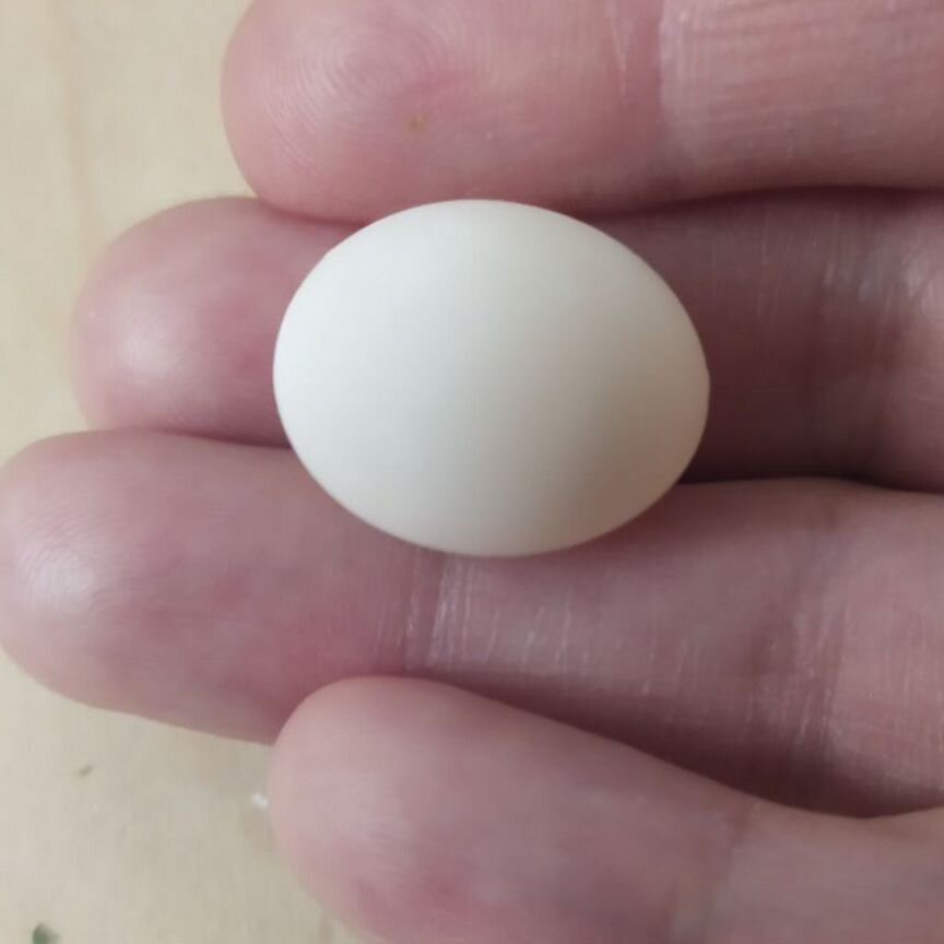 Яйцо волнистого попугая оплодотворенные