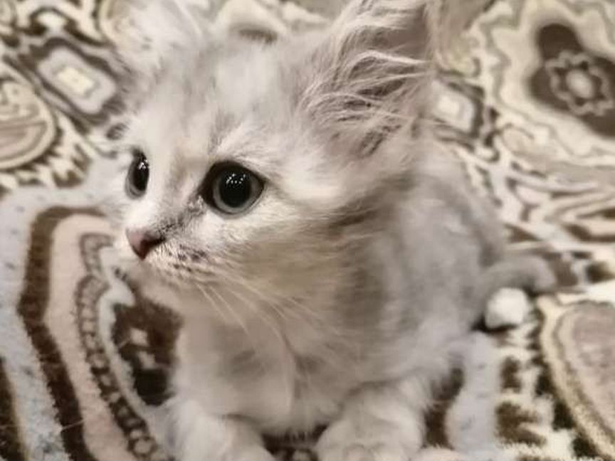 Котенок девочка ищет дом