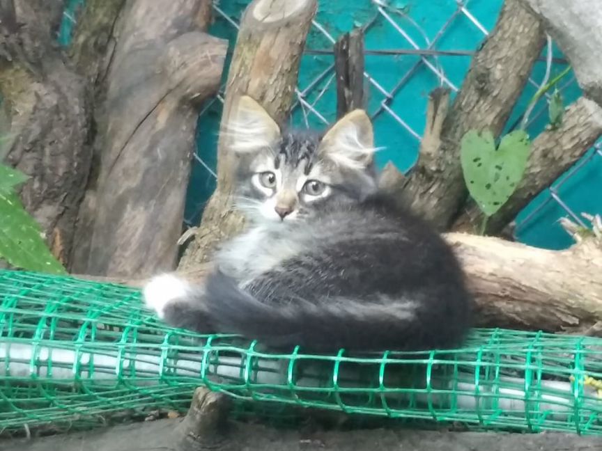 Спасите им жизнь