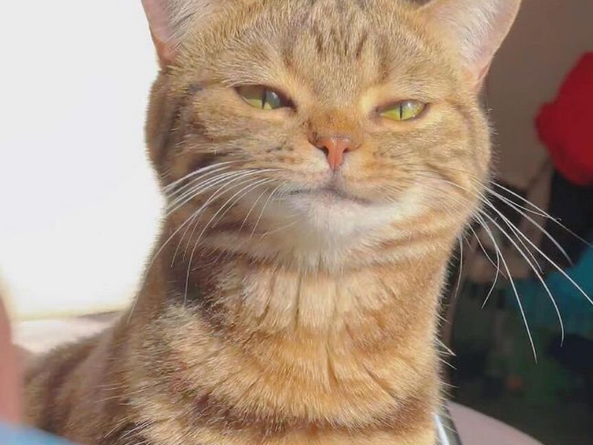 Возьму кота на передержку