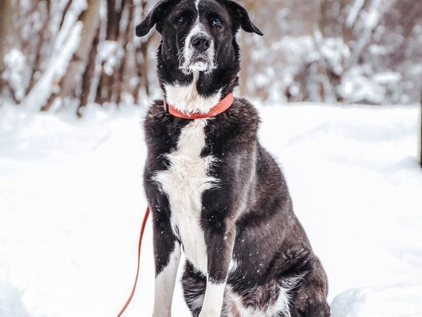 Собака в дар