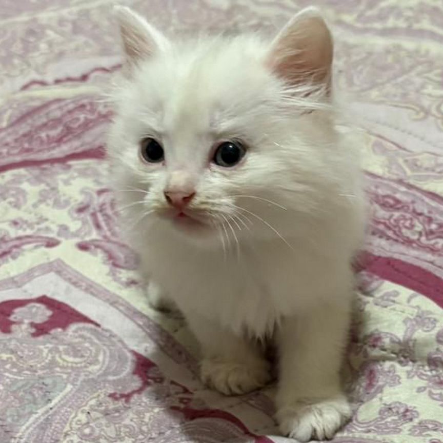 Котята в добрые руки бесплатно
