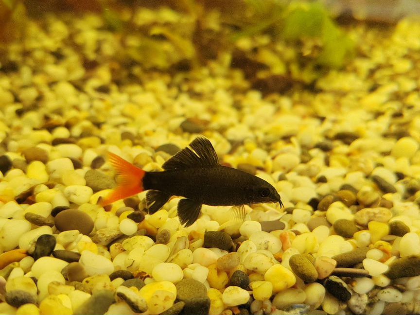 Лабео и боцыи