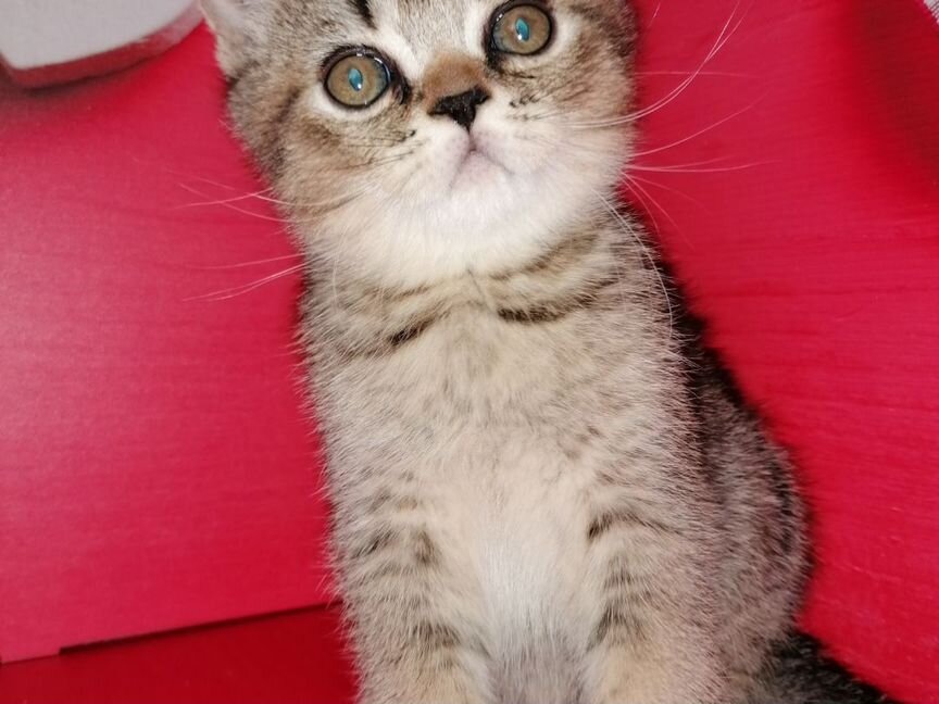 Британский котенок