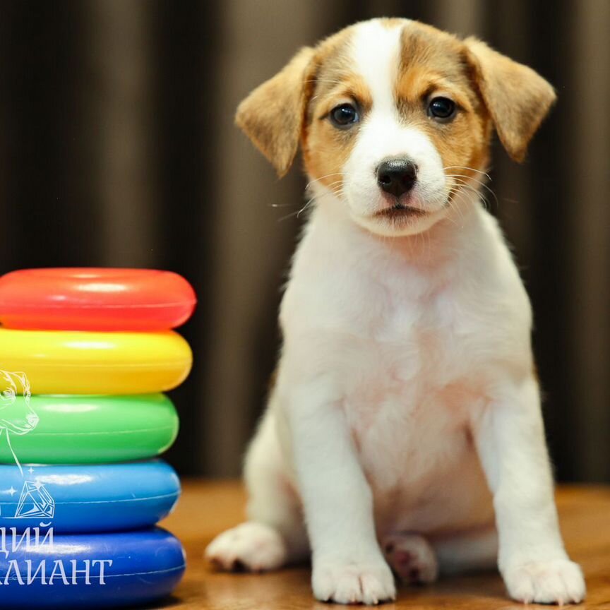 Джек-рассел-терьер, щенок