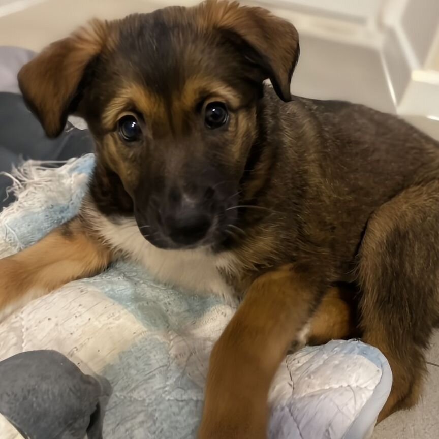 Щенок в добрые руки