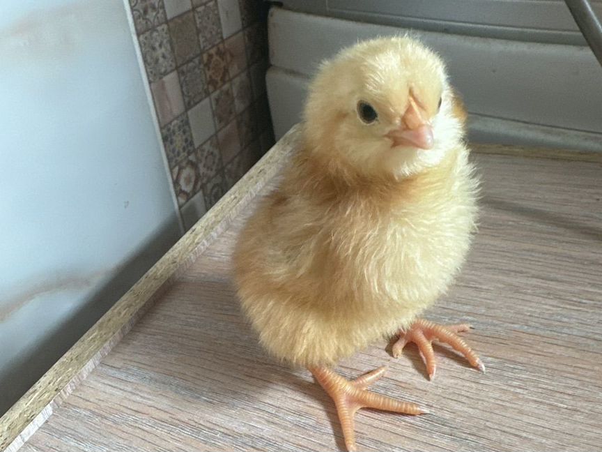 Цыпленок Род Айленд мини