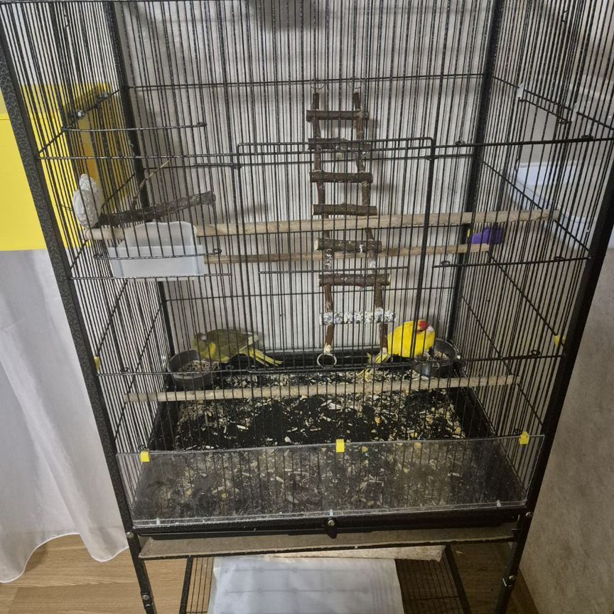 Попугаи Какарики