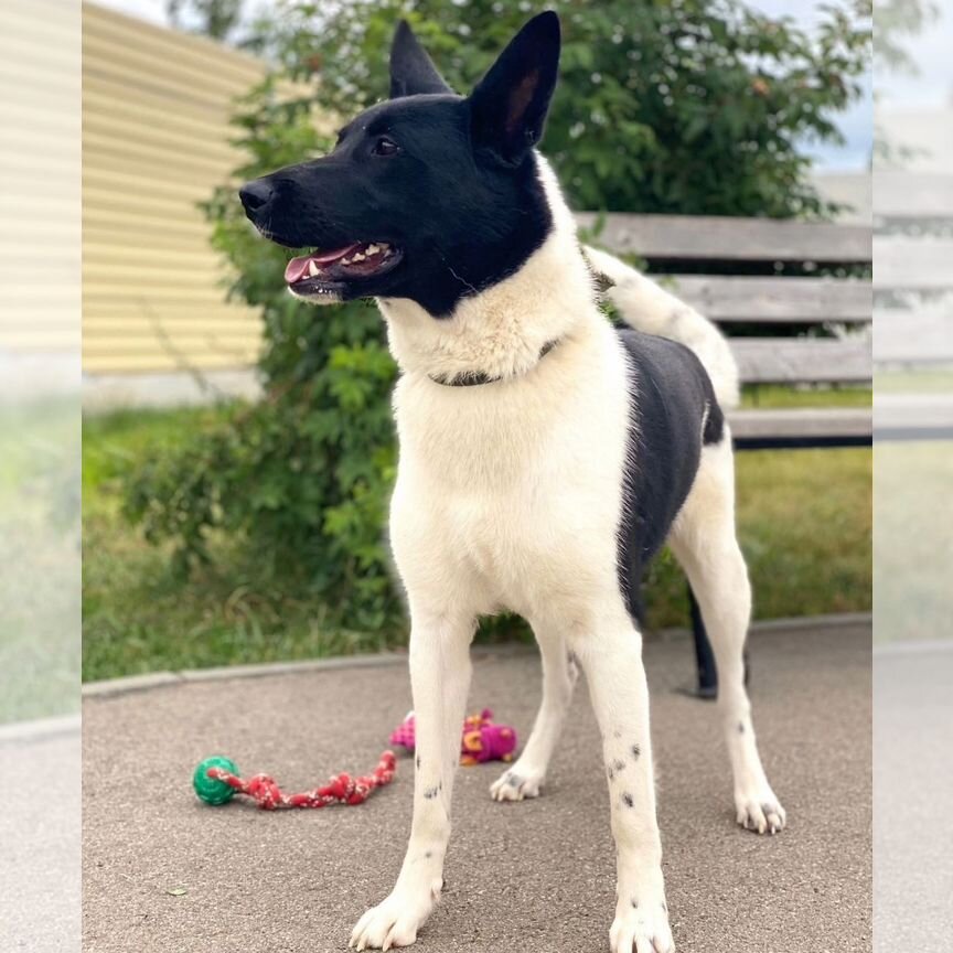 Взрослая собака в добрые руки