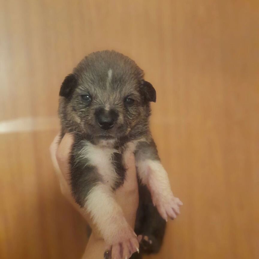 Ляльки ищут дом