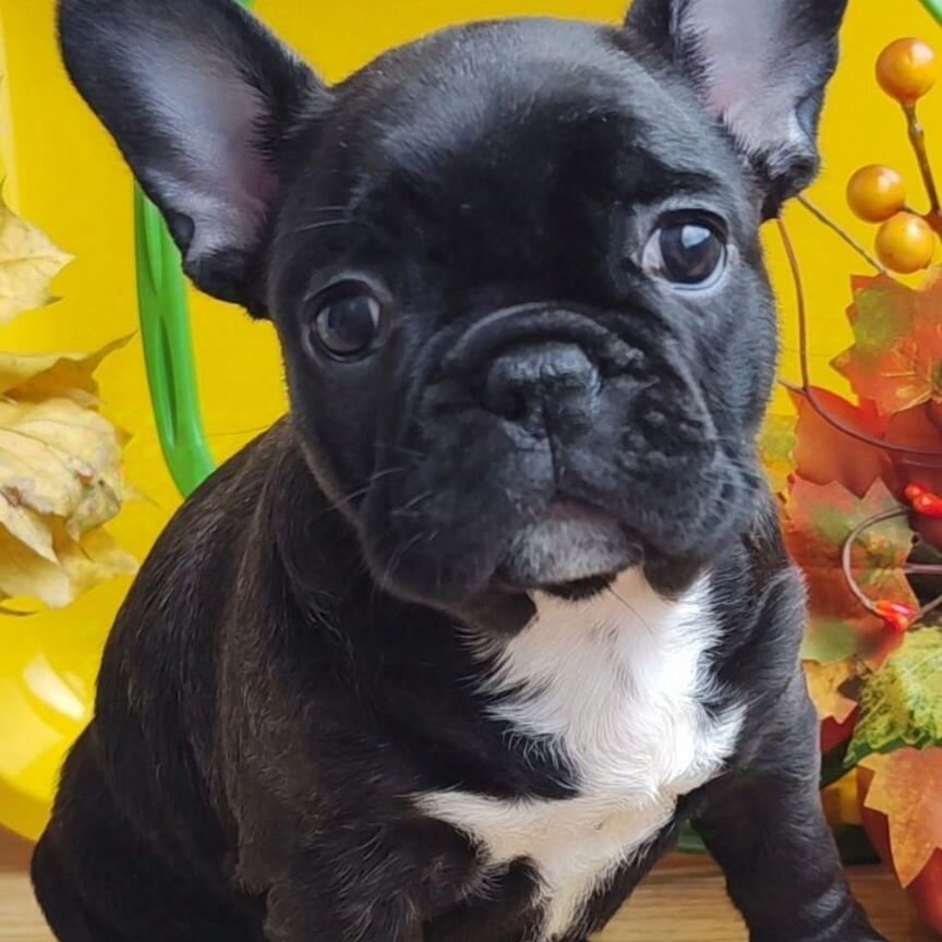 Французский бульдог щенки