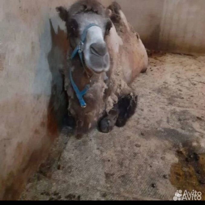 Верблюдица