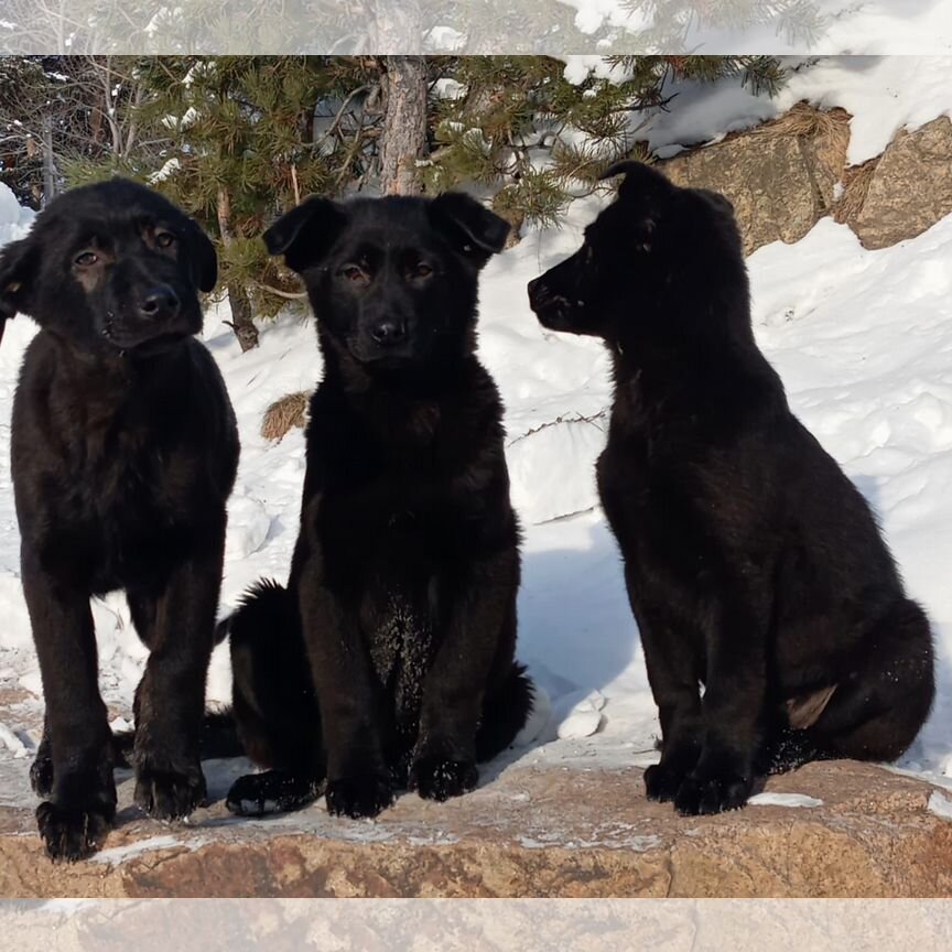 Немецкая овчарка, щенок