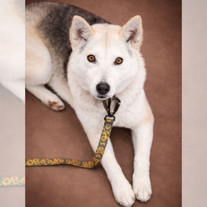 Взрослая собака в добрые руки