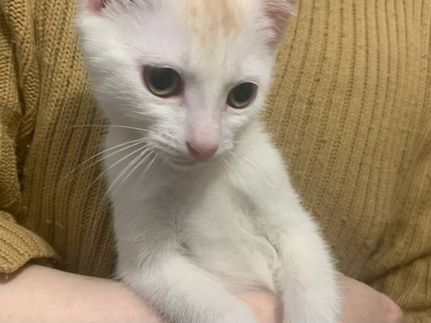 Грустный котенок