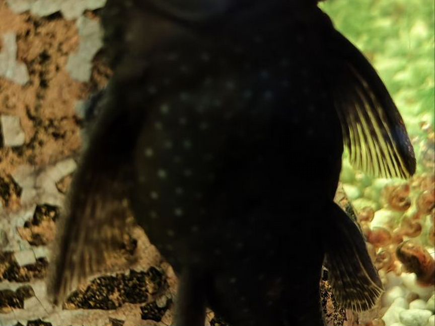 Отдам анциструса