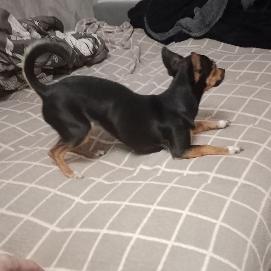 Русский той-терьер, щенок