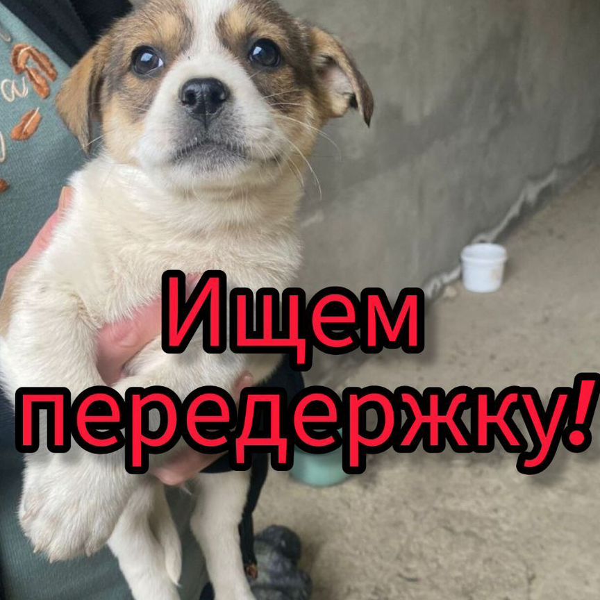 Щенок в добрые руки