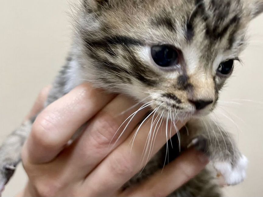 Котенок мальчик отдам