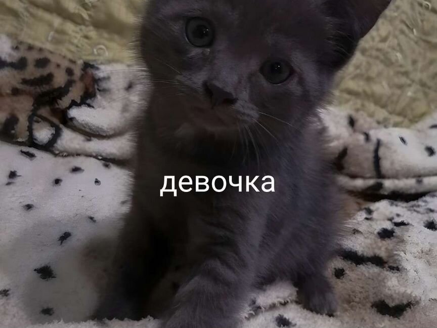 Котята, дворняжки