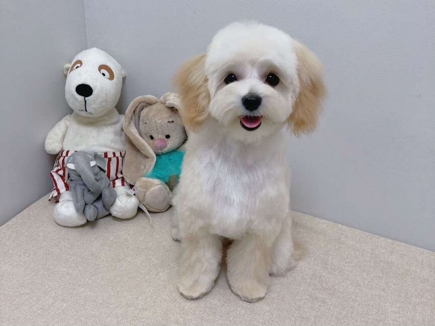 Мальтипу Ф1 абрикосовый мальчик