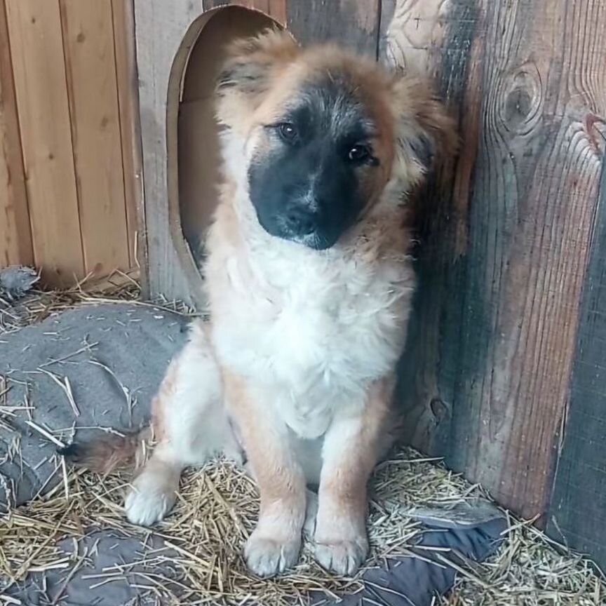 Щенок в добрые руки