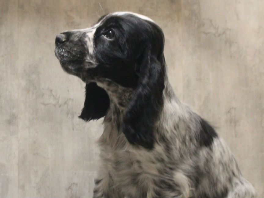 Английского кокер спаниеля щенок