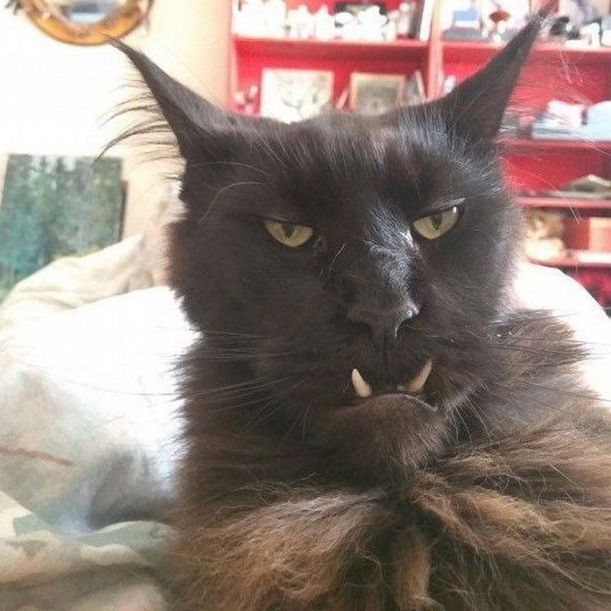 Котик
