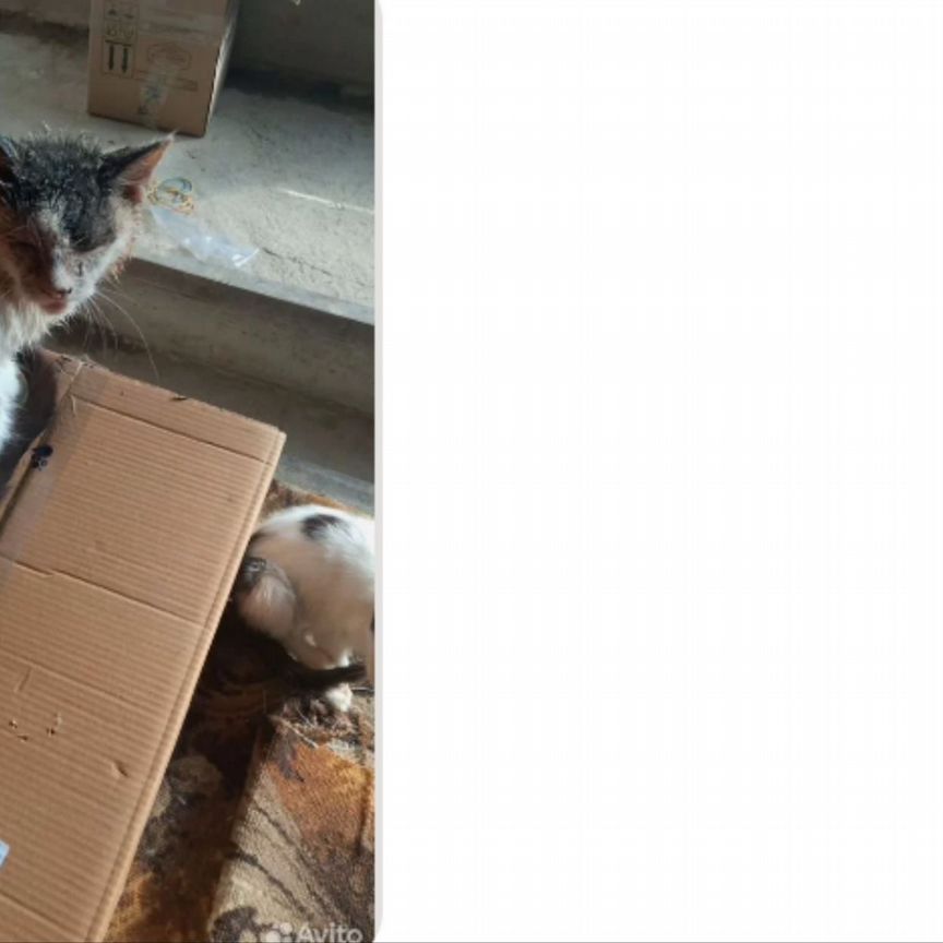 Котенок Боженькин