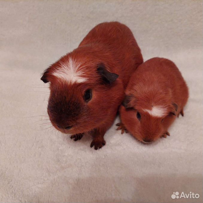 Малыш американский крестед Калифорния