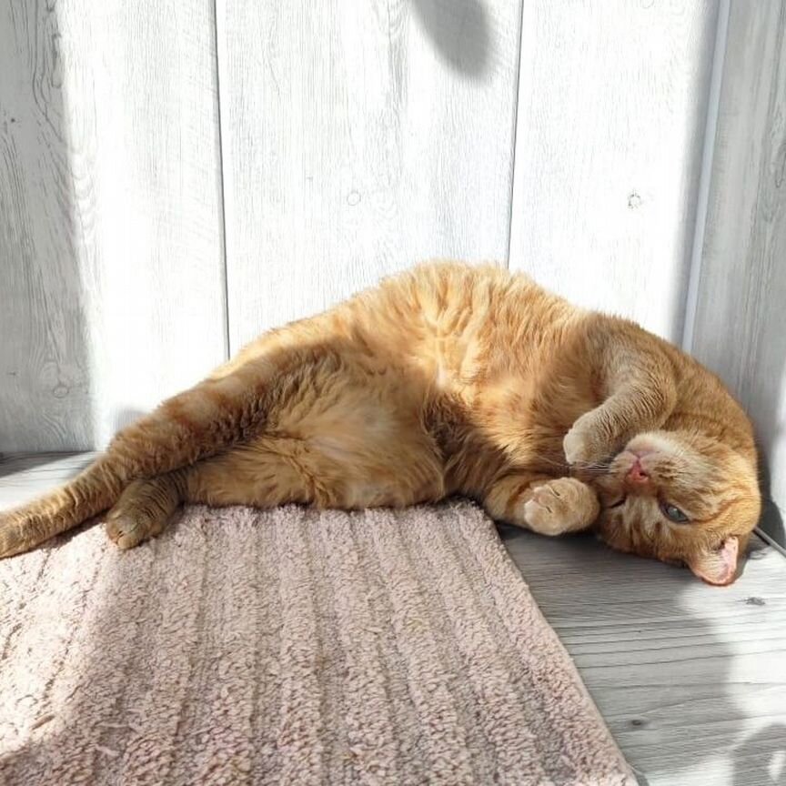 Взрослый кот в добрые руки