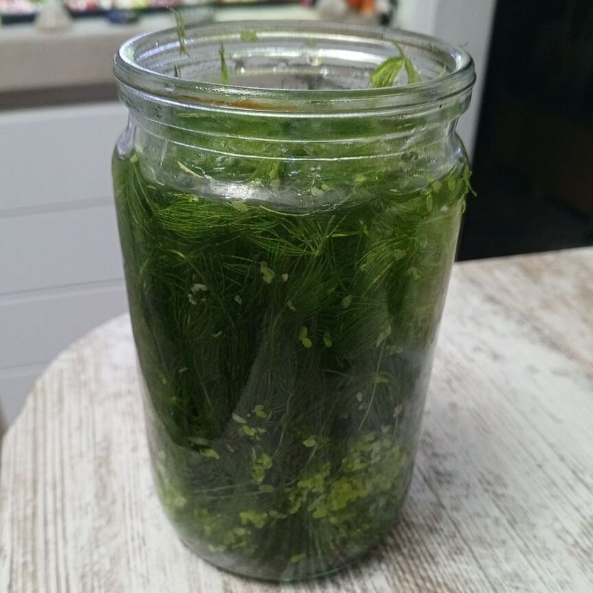 Растения для аквариума